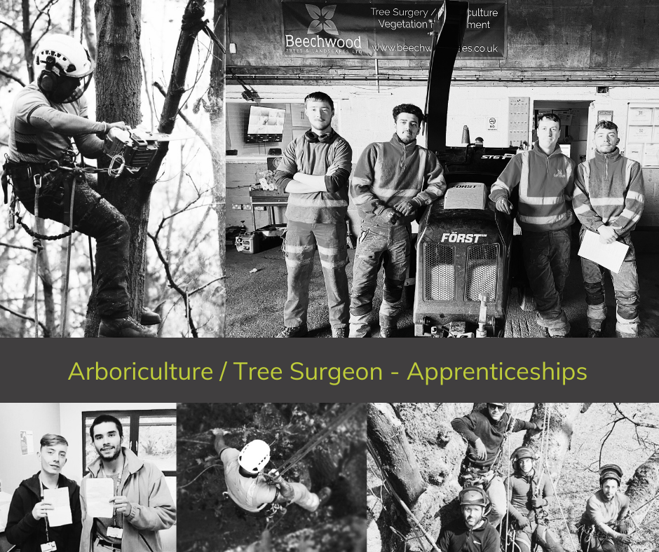 Tree Surgeon Apprenticeships. — Beechwood Trees & Landscapes