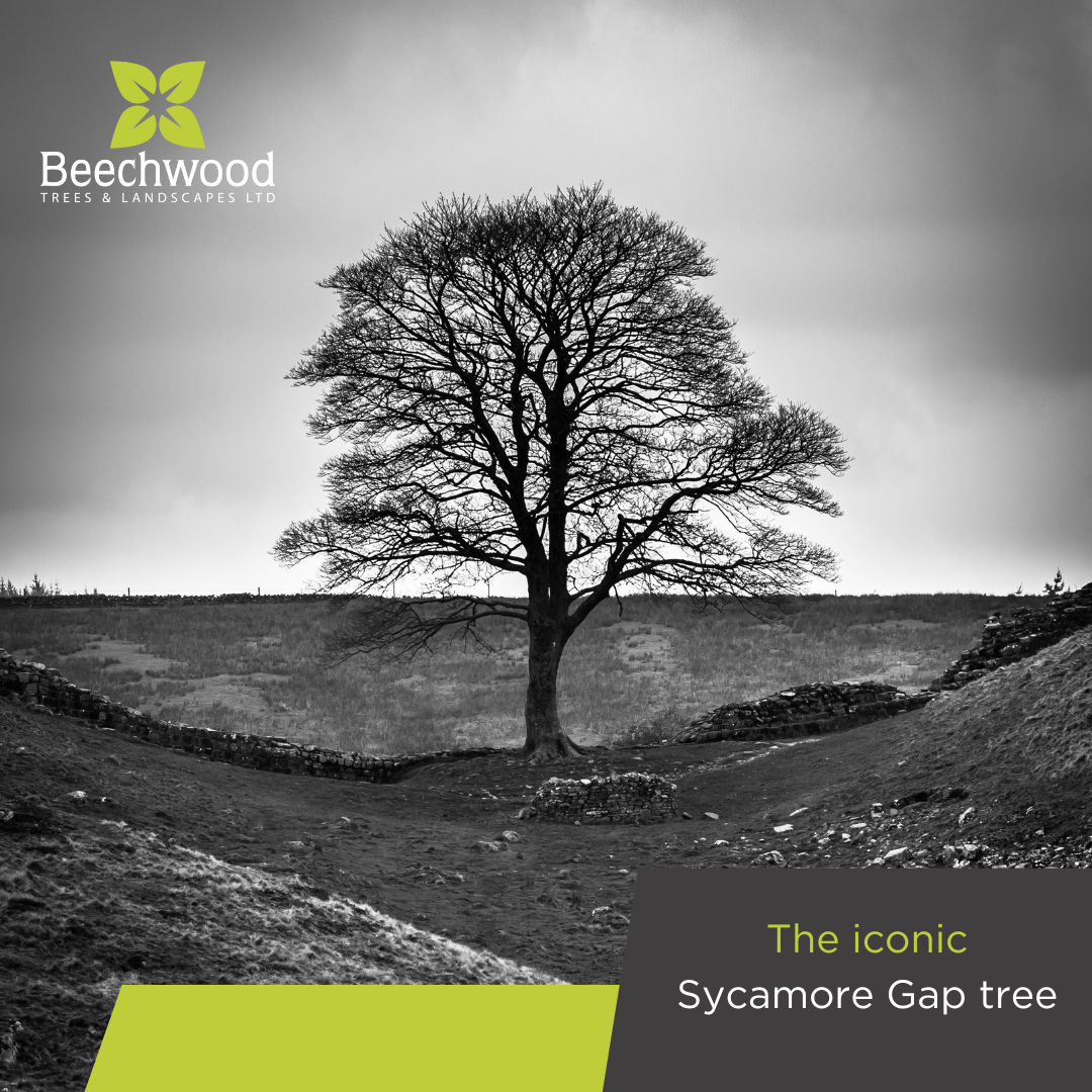 The Sycamore Gap Tree — Beechwood Trees & Landscapes