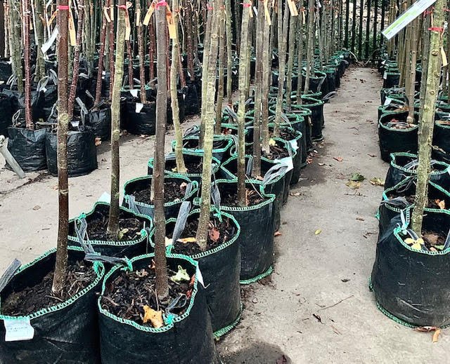 Tree Planting Season — Beechwood Trees & Landscapes