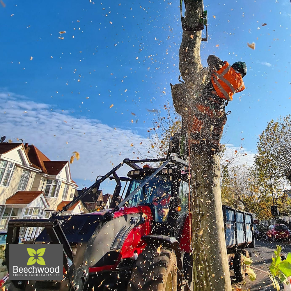 Choosing the Best Tree Surgery Company: Quality, Expertise, and Trust ...