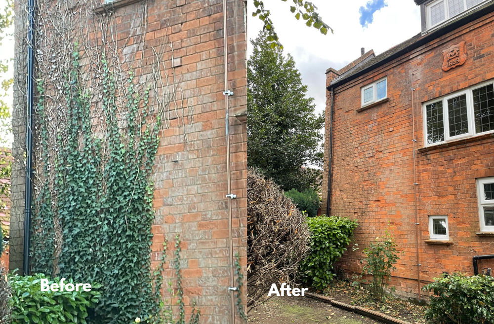 Ivy Removal from Buildings: Complete Guide to Safe and Effective ...