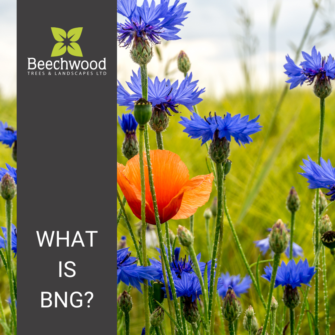 What is Biodiversity Net Gain (BNG)? — Beechwood Trees & Landscapes