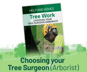 Choosing a Tree Surgeon — Beechwood Trees & Landscapes