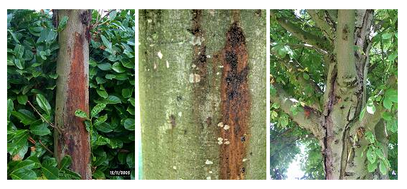 Management of Bleeding canker — Beechwood Trees & Landscapes