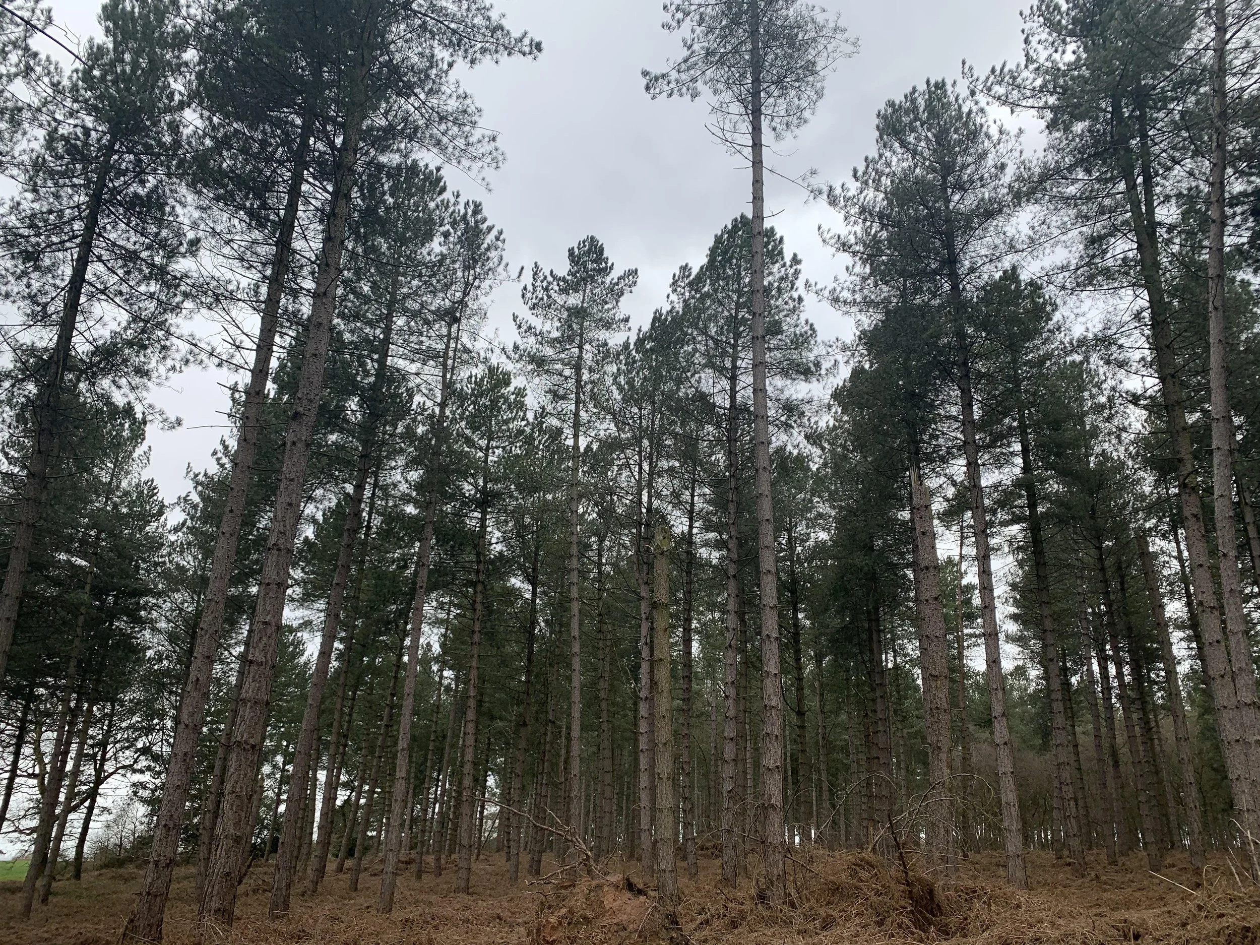 Do I need a felling license? — Beechwood Trees & Landscapes