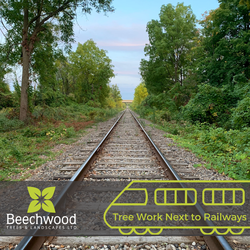 Tree Work Next to Railways — Beechwood Trees & Landscapes