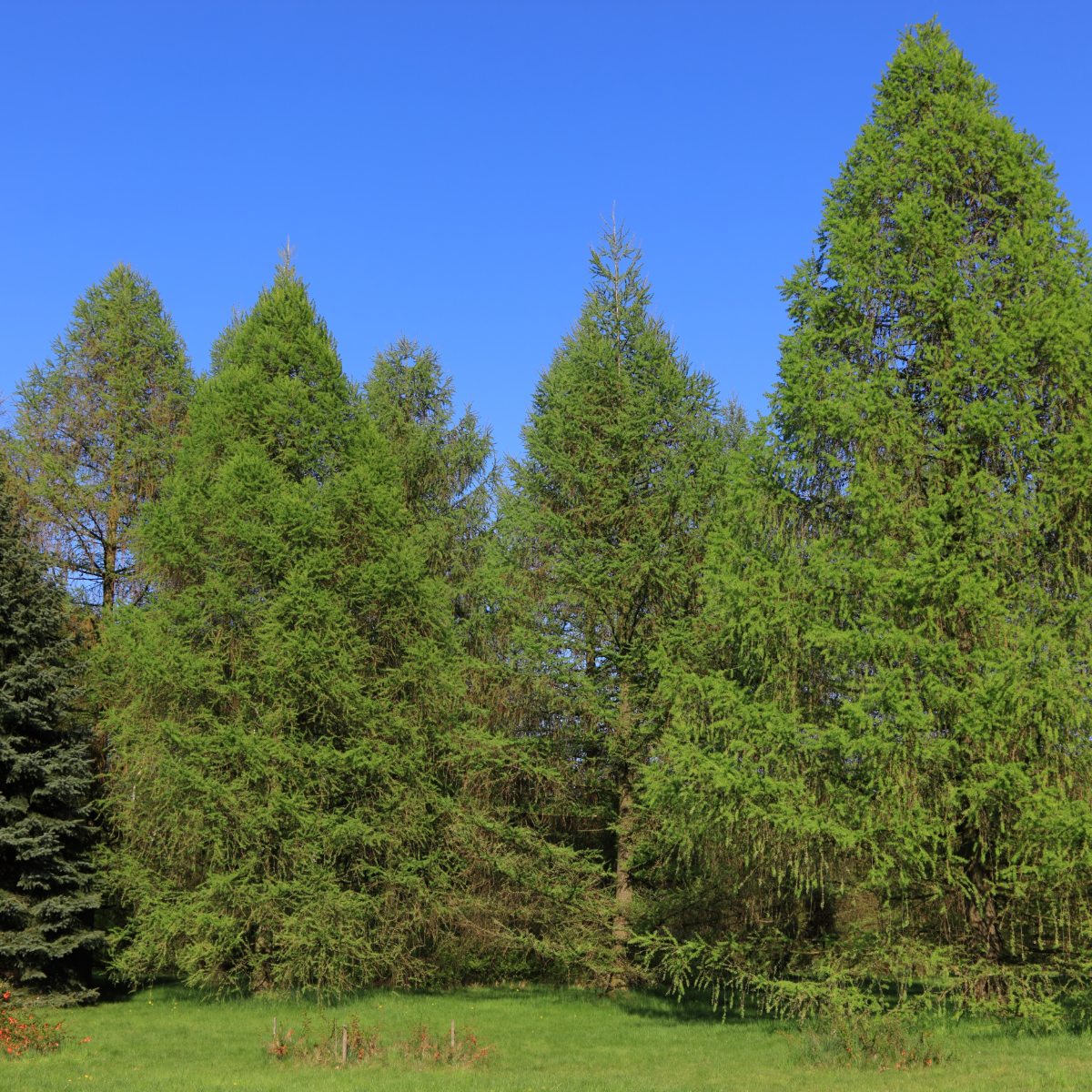 How Tall Do Conifer Trees Grow? — Beechwood Trees & Landscapes