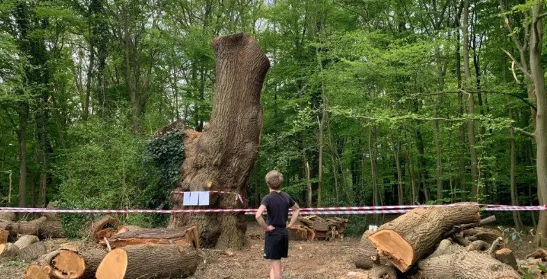 The Enfield Oak — Beechwood Trees & Landscapes