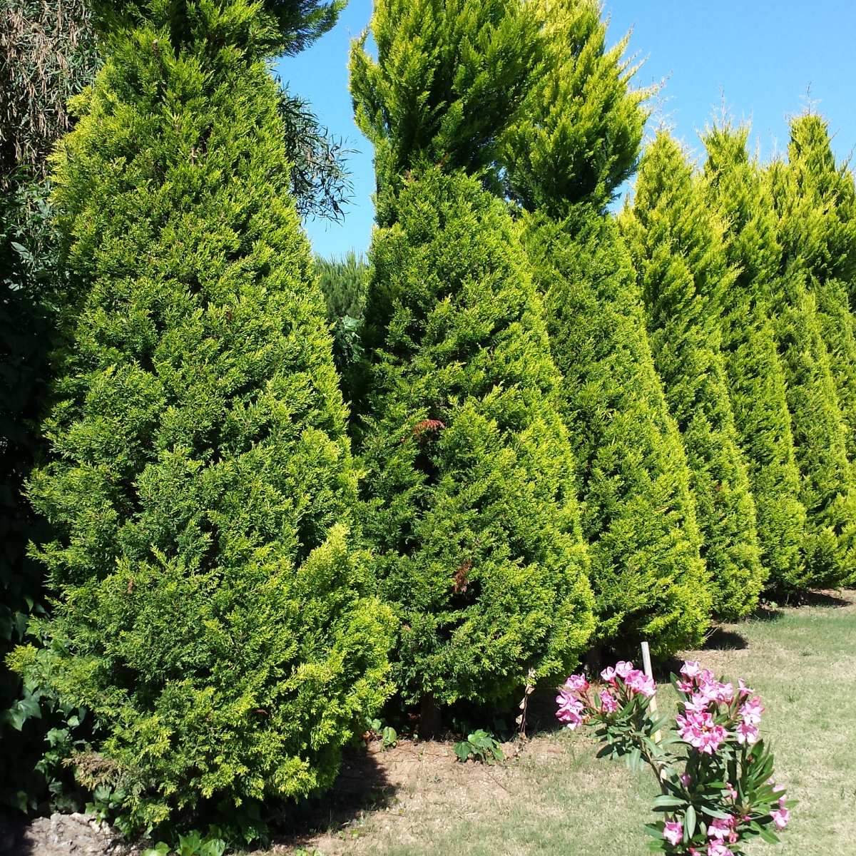 How Tall Do Conifer Trees Grow? — Beechwood Trees & Landscapes
