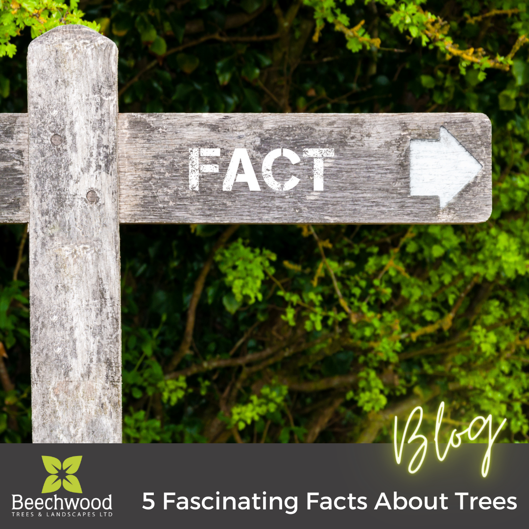 5 Fascinating Facts About Trees — Beechwood Trees & Landscapes
