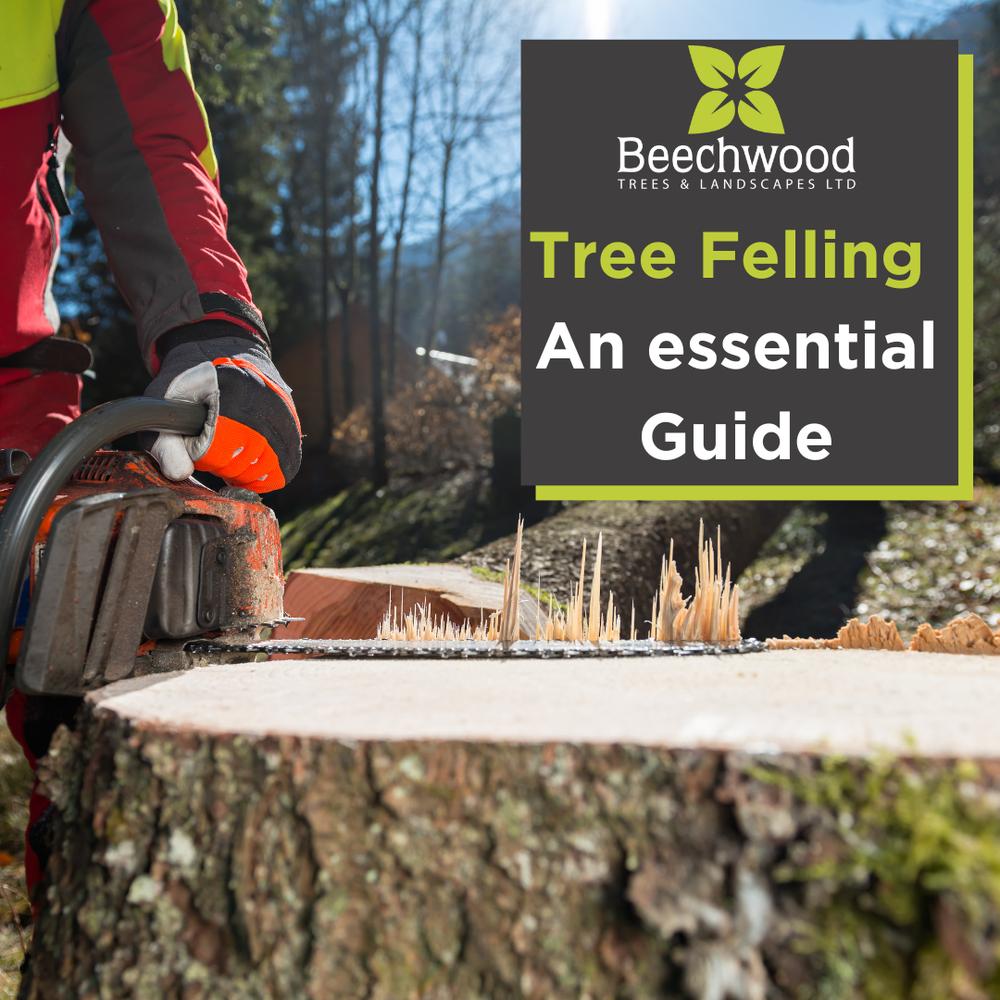 Safe Tree Felling an essential guide — Beechwood Trees & Landscapes