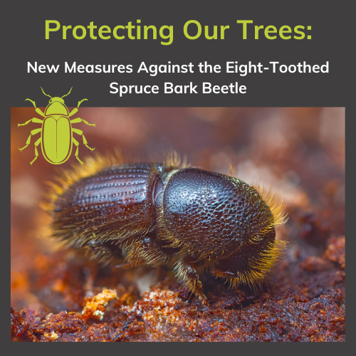 Protecting Our Trees: New Measures Against the Eight-Toothed Spruce Bark Beetle — Beechwood ...