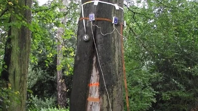 Tree and Ecological Surveys — Beechwood Trees & Landscapes