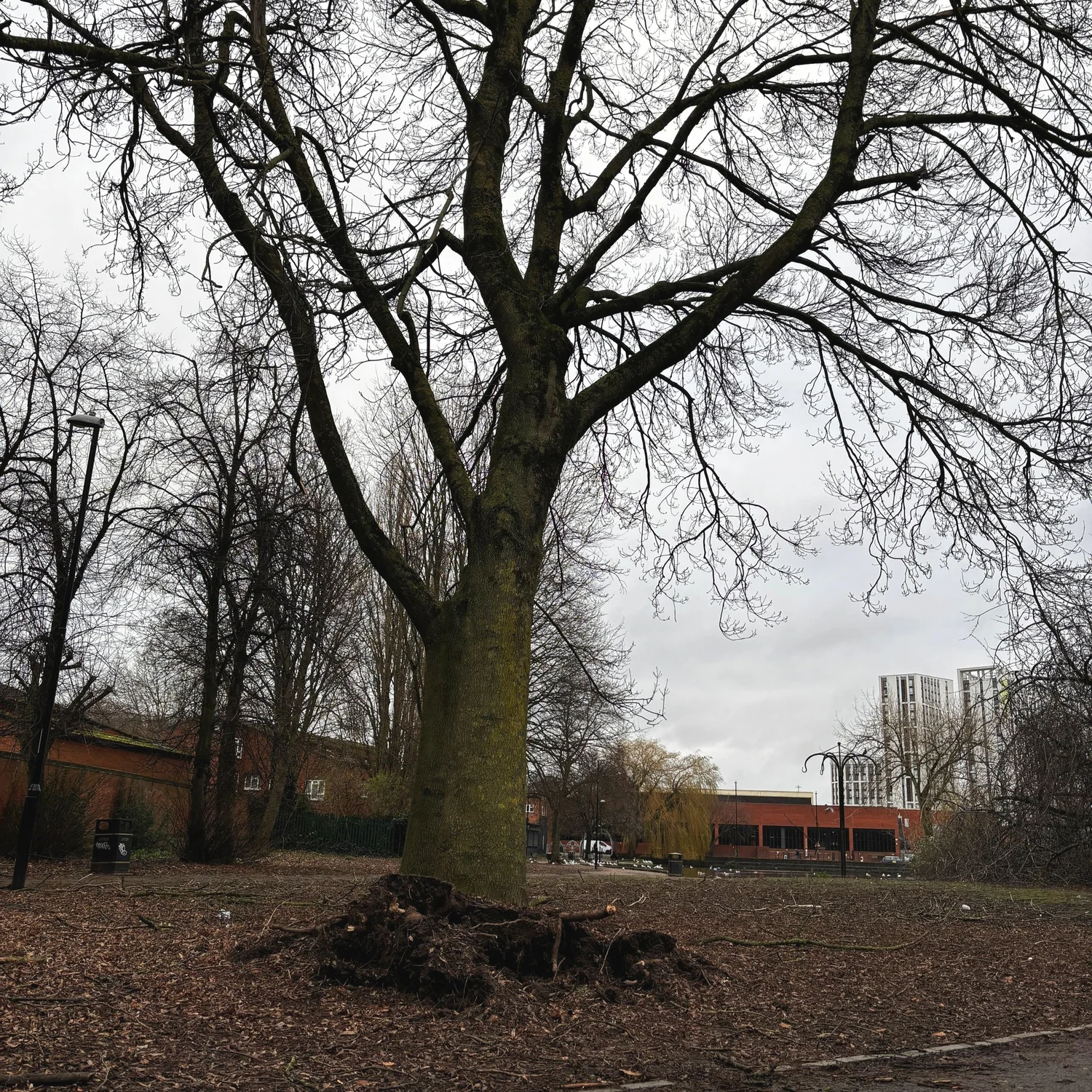What to Do After a Storm: Tree Care Tips and Safety Advice — Beechwood ...