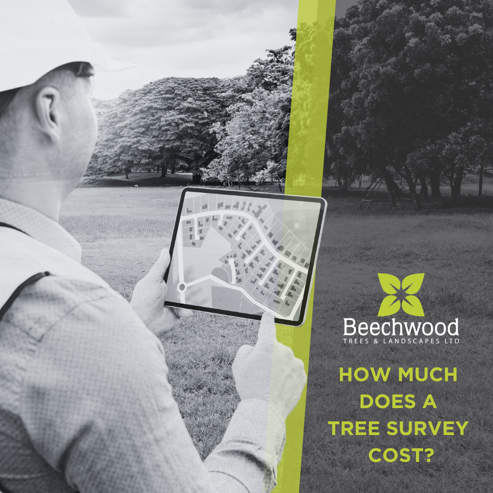 How much does a tree survey cost? — Beechwood Trees & Landscapes