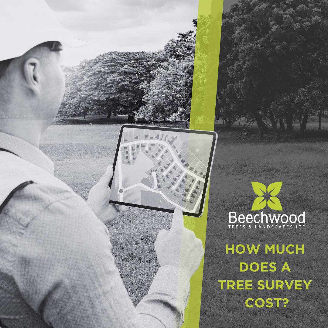 How much does a tree survey cost? — Beechwood Trees & Landscapes