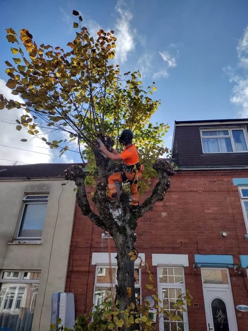 A Guide to becoming an Arborist in the UK: — Beechwood Trees & Landscapes