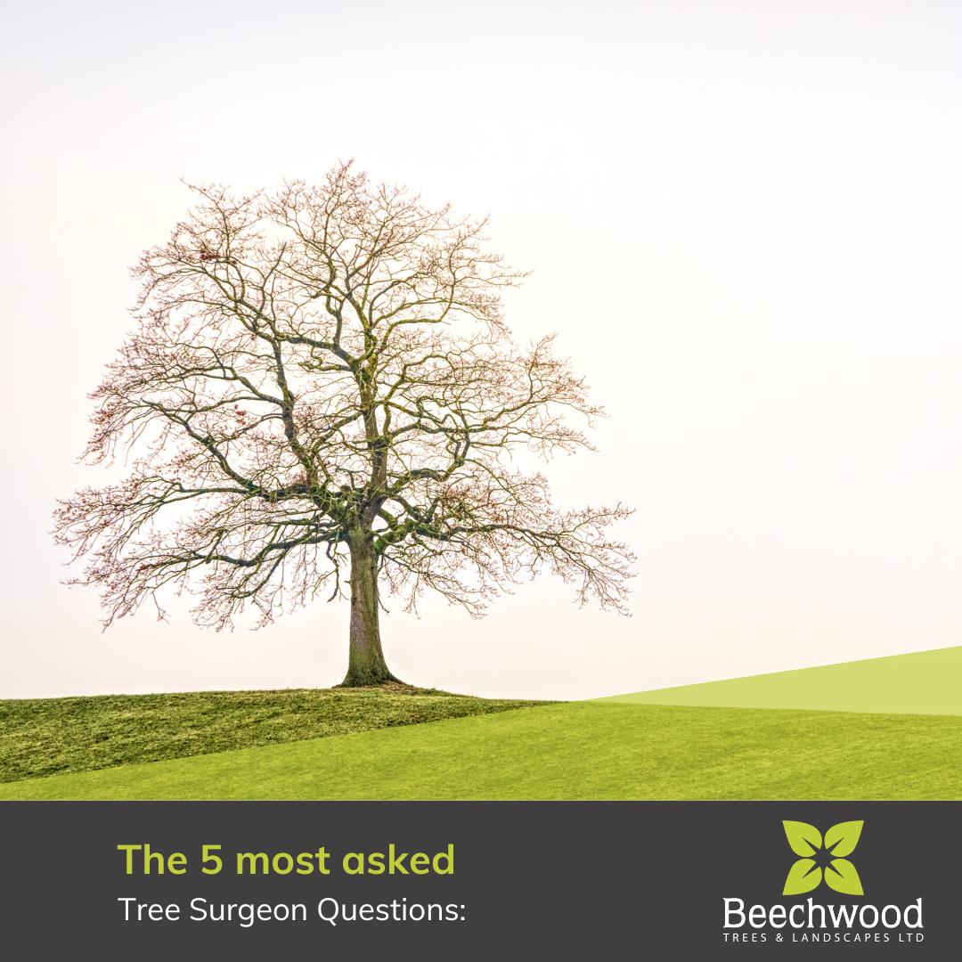 The 5 most asked Tree Surgeon Questions: — Beechwood Trees & Landscapes