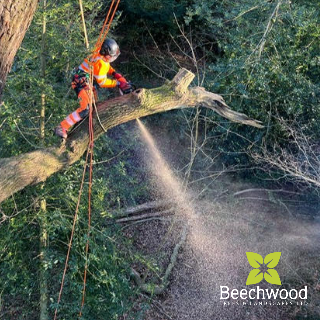 Commercial Tree Surgery Company — Beechwood Trees & Landscapes