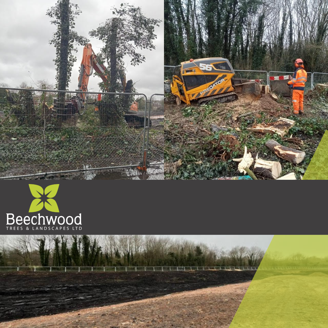 CASE STUDY - Tree Removal and Stump Grinding — Beechwood Trees & Landscapes