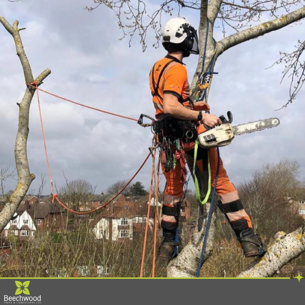 Tree Surgeons Coventry — Beechwood Trees & Landscapes