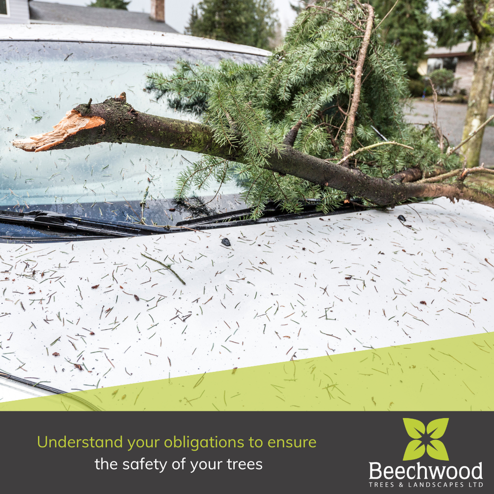 Understanding Your Responsibilities as a Tree Owner in the UK ...