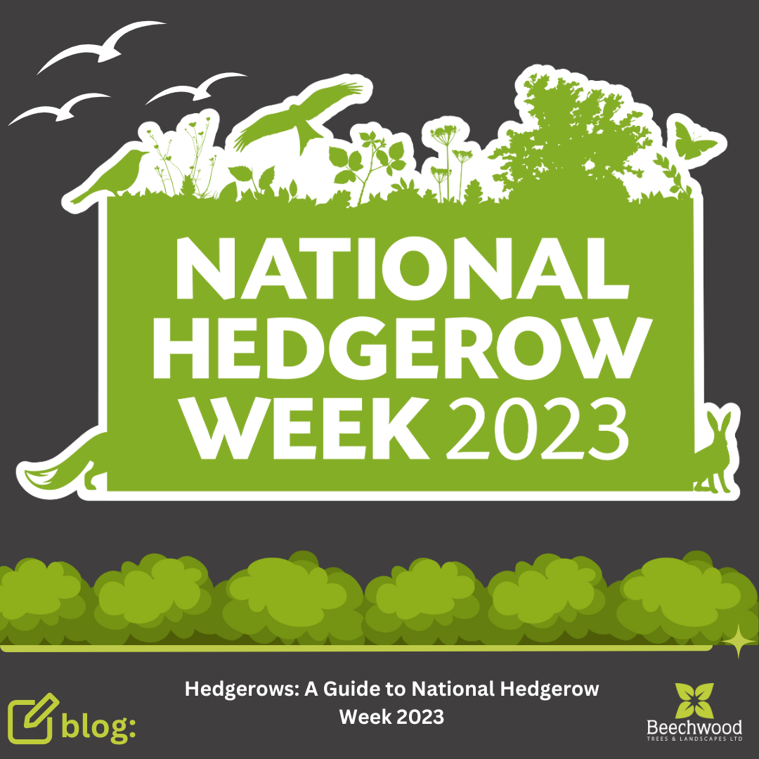 Discover the Importance of Hedgerows: A Guide to National Hedgerow Week ...