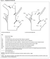 Understanding British Standards 3998:2010 - Your Guide to Quality Tree ...
