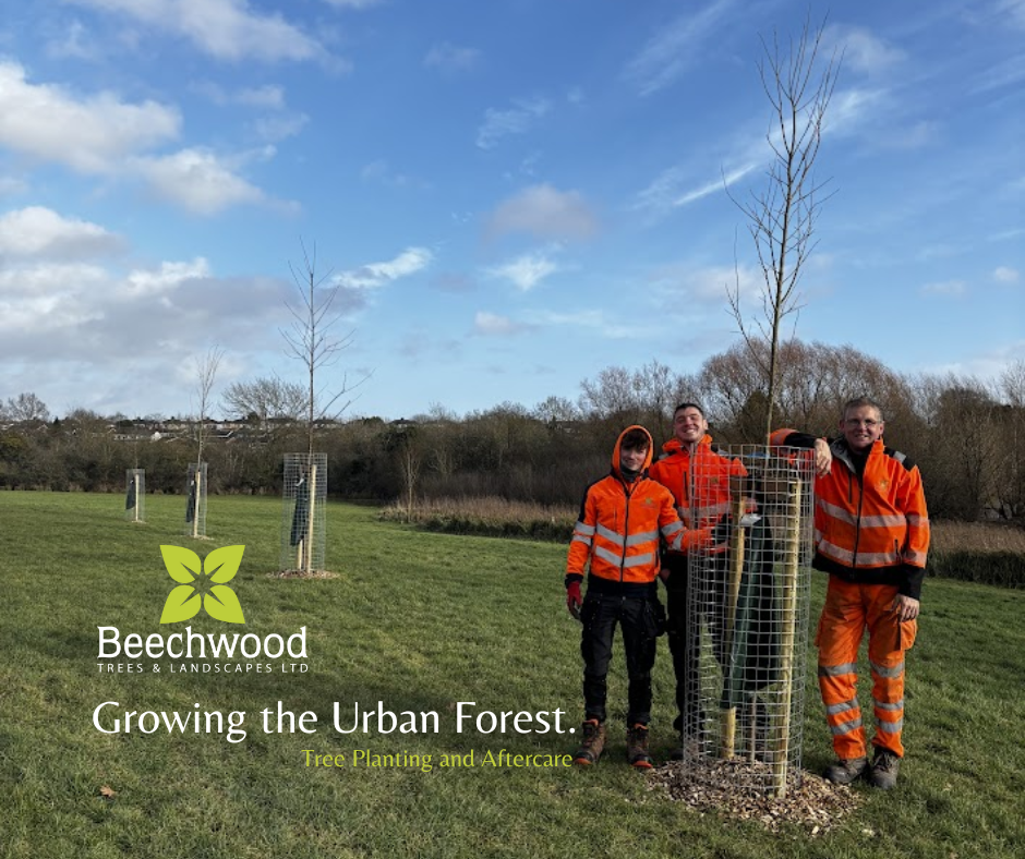 Growing the Urban Forest. — Beechwood Trees & Landscapes