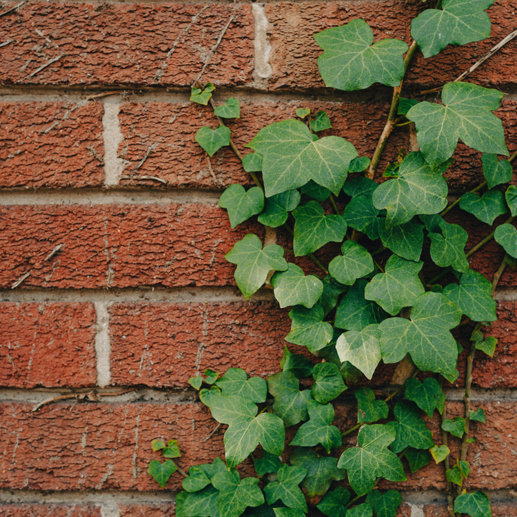 Ivy Removal from Buildings: Complete Guide to Safe and Effective ...