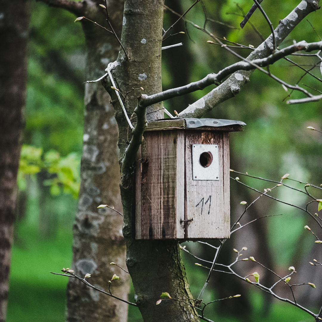 Plan Ahead for Bird Nesting Season — Beechwood Trees & Landscapes
