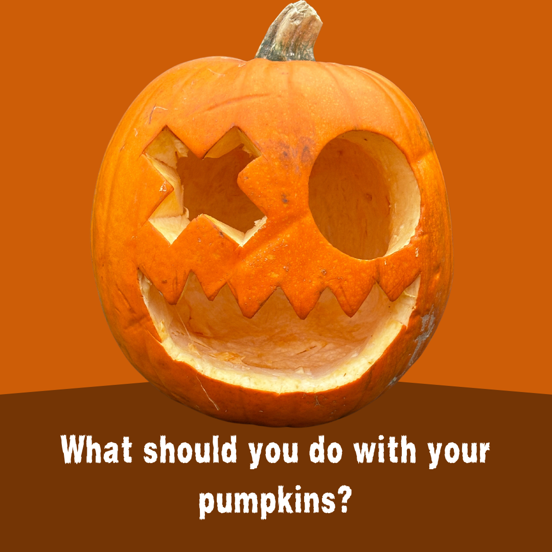 Pumpkin Dos and Don’ts — Beechwood Trees & Landscapes