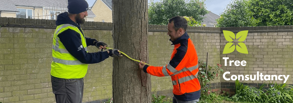 Comprehensive Tree Consultancy Services — Beechwood Trees & Landscapes