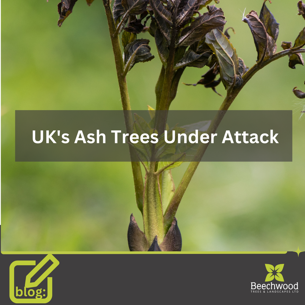 UK's Ash Trees Under Attack — Beechwood Trees & Landscapes