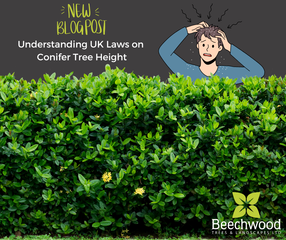 Understanding Uk Laws On Conifer Tree Height — Beechwood Trees And Landscapes
