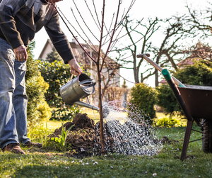 The benefits of tree watering — Beechwood Trees & Landscapes