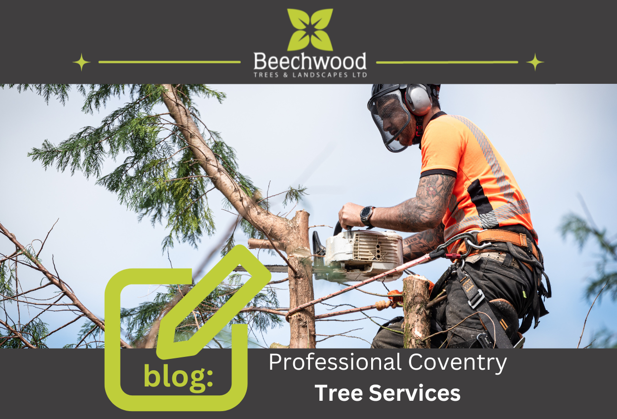 Professional Coventry Tree Services — Beechwood Trees & Landscapes