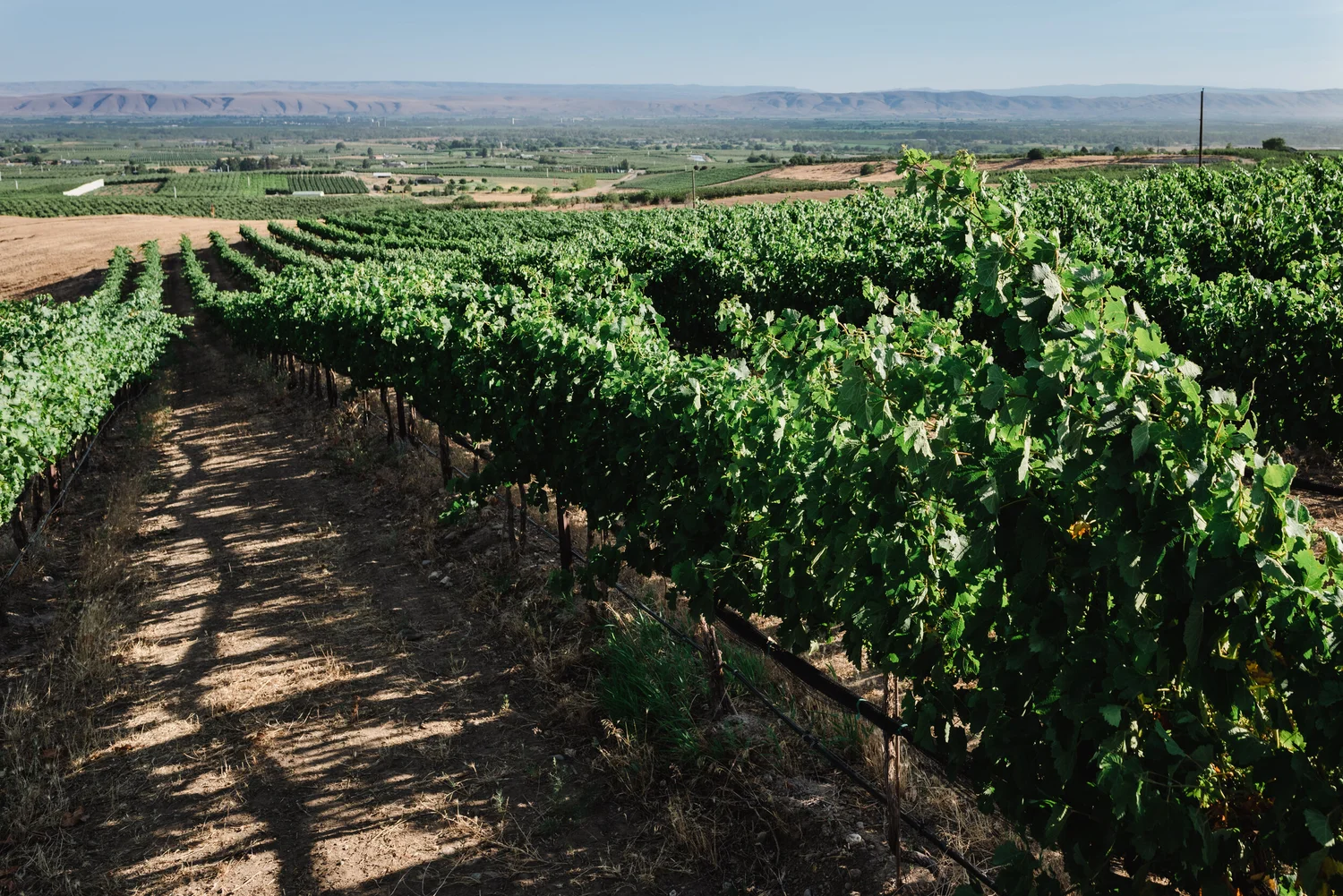 Vineyards — Enodav Wine Co.