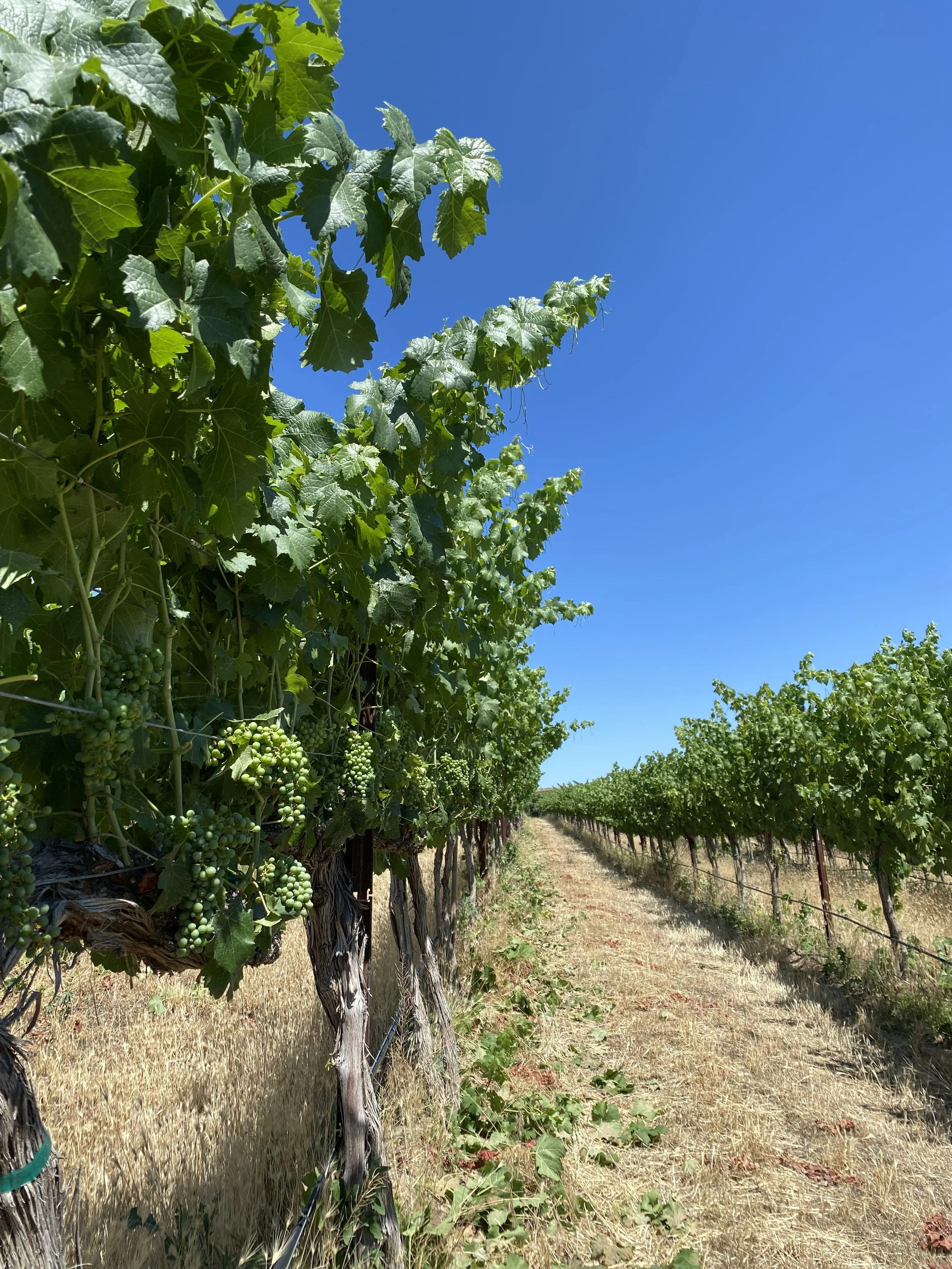 Vineyards — Enodav Wine Co.