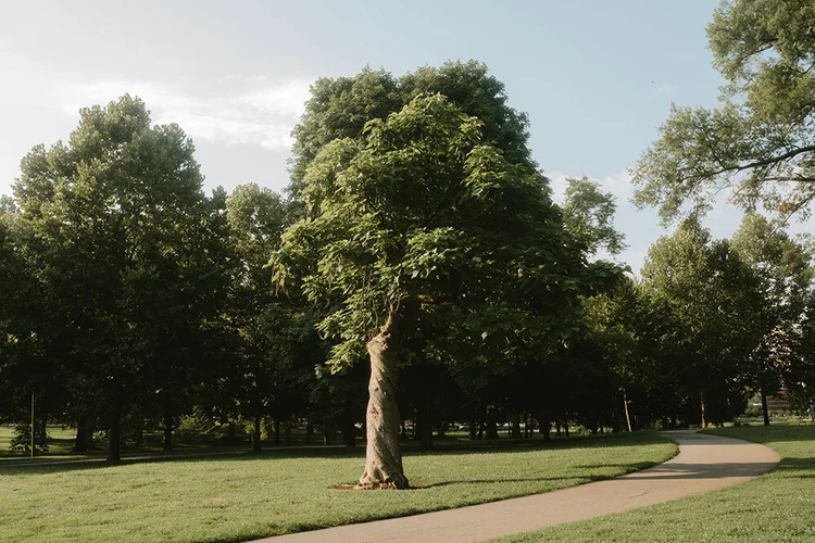 About Centennial Park | Centennial Park Conservancy