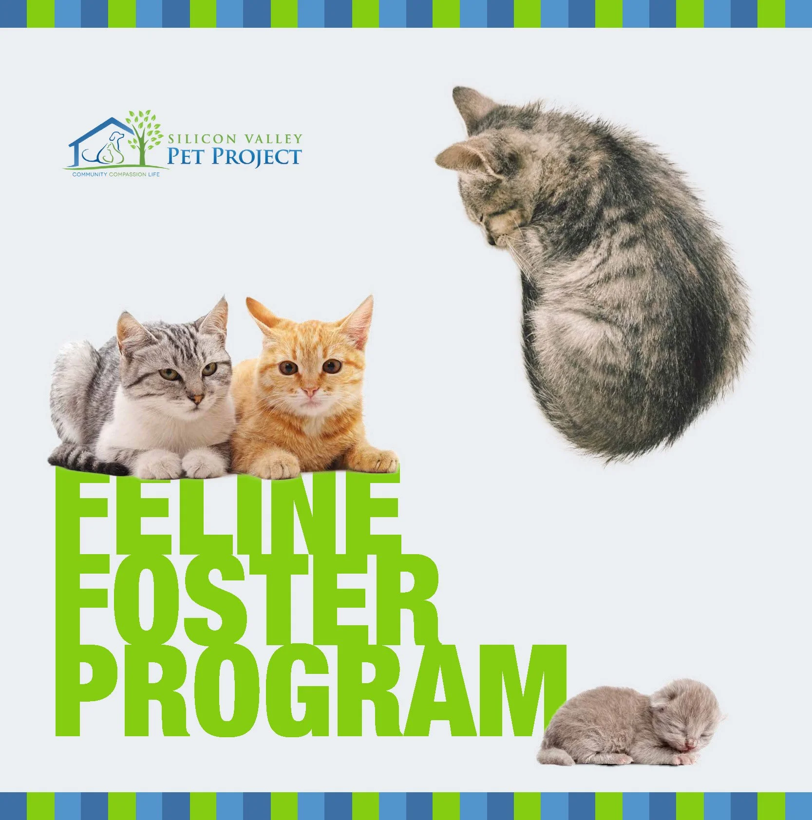 Feline Foster Program — Silicon Valley Pet Project