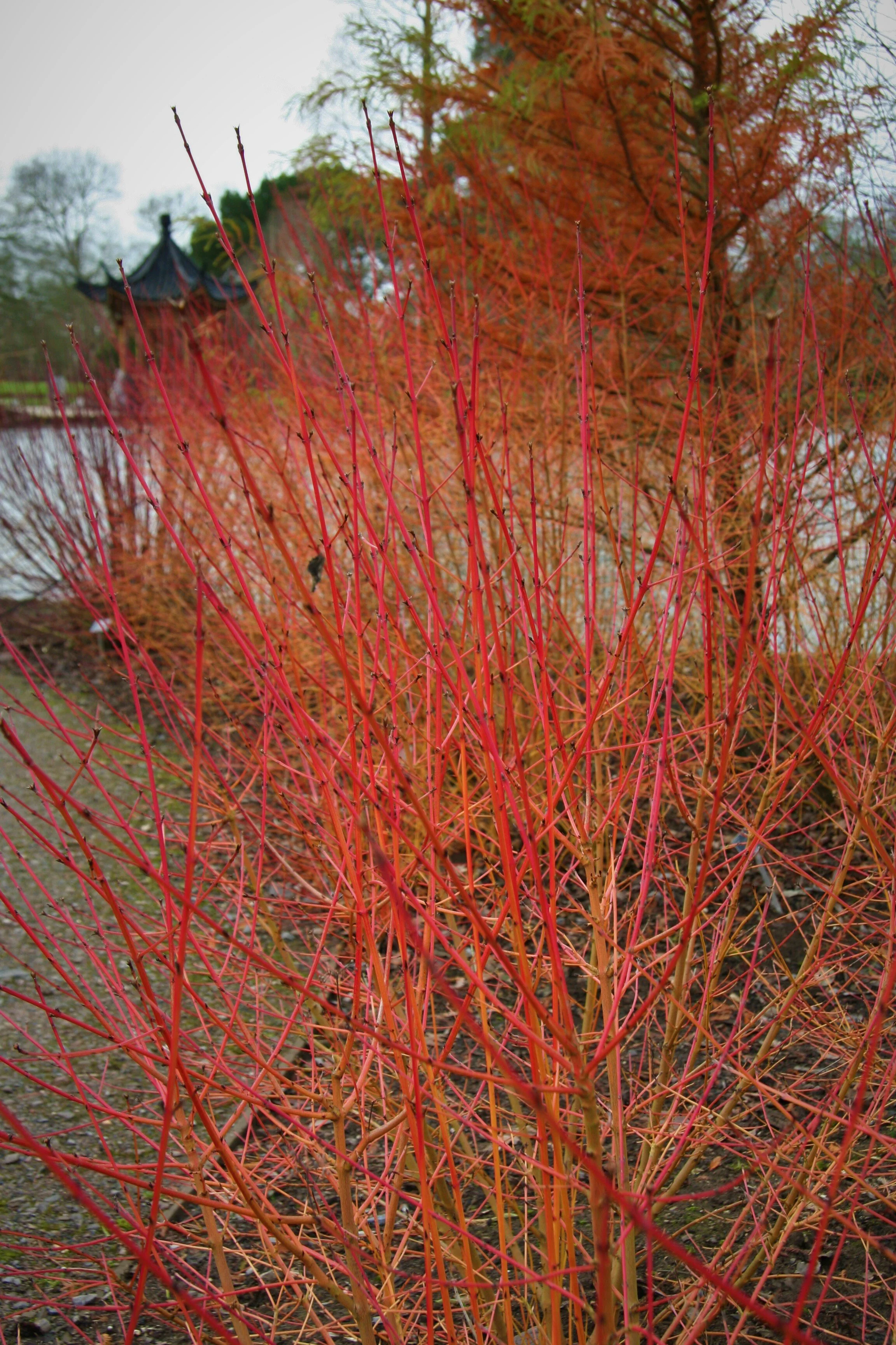 Cornus Midwinter Fire — Neil Ross Gardens