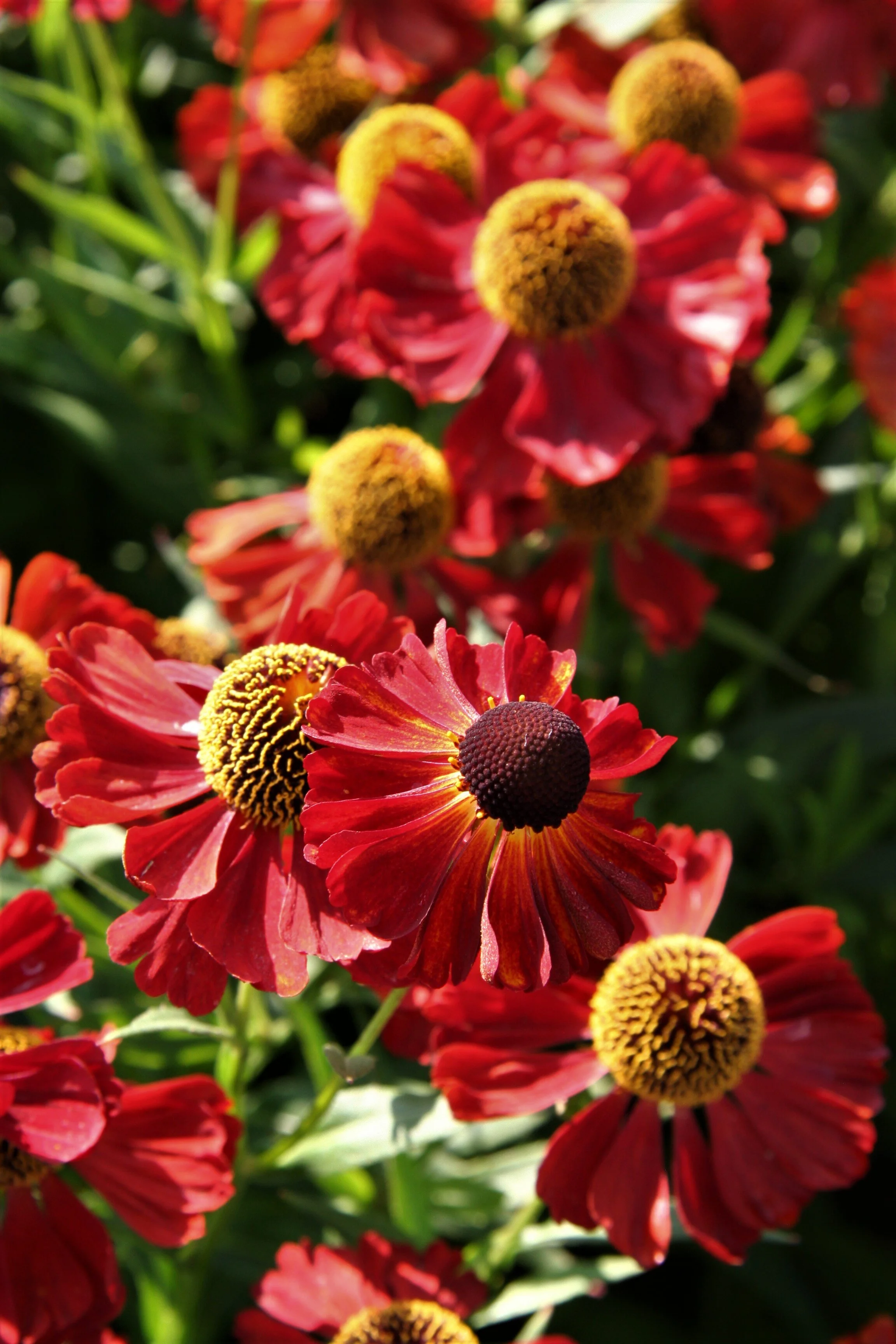Helenium Rubinzwerg — Neil Ross Gardens