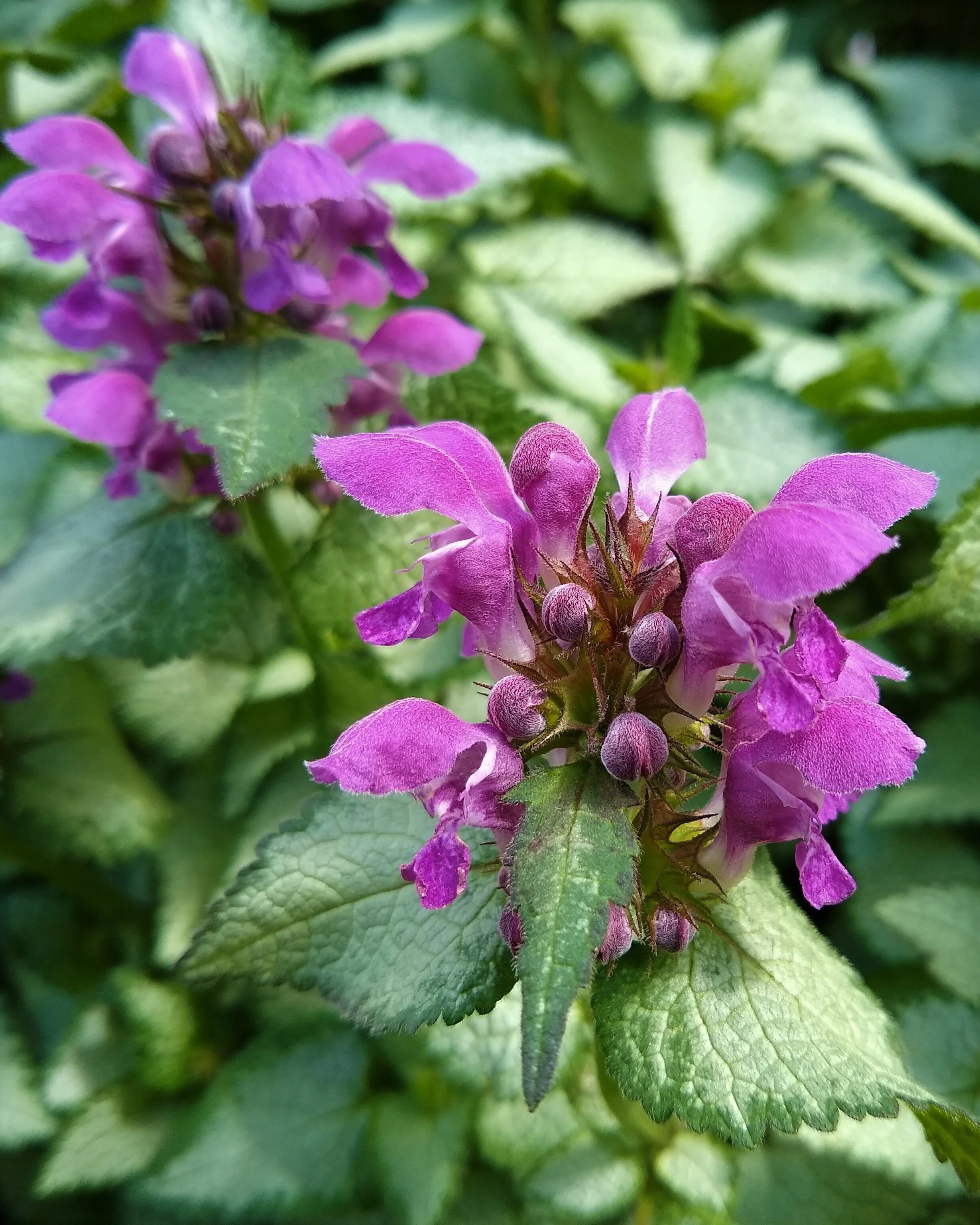 Lamium Beacon Silver — Neil Ross Gardens