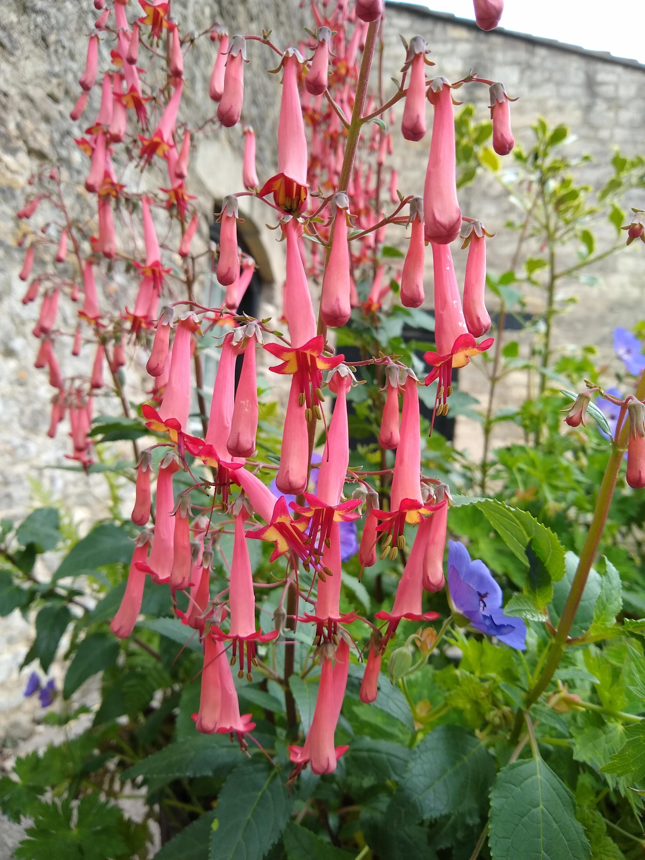 Phygelius rectus Devil's Tears — Neil Ross Gardens