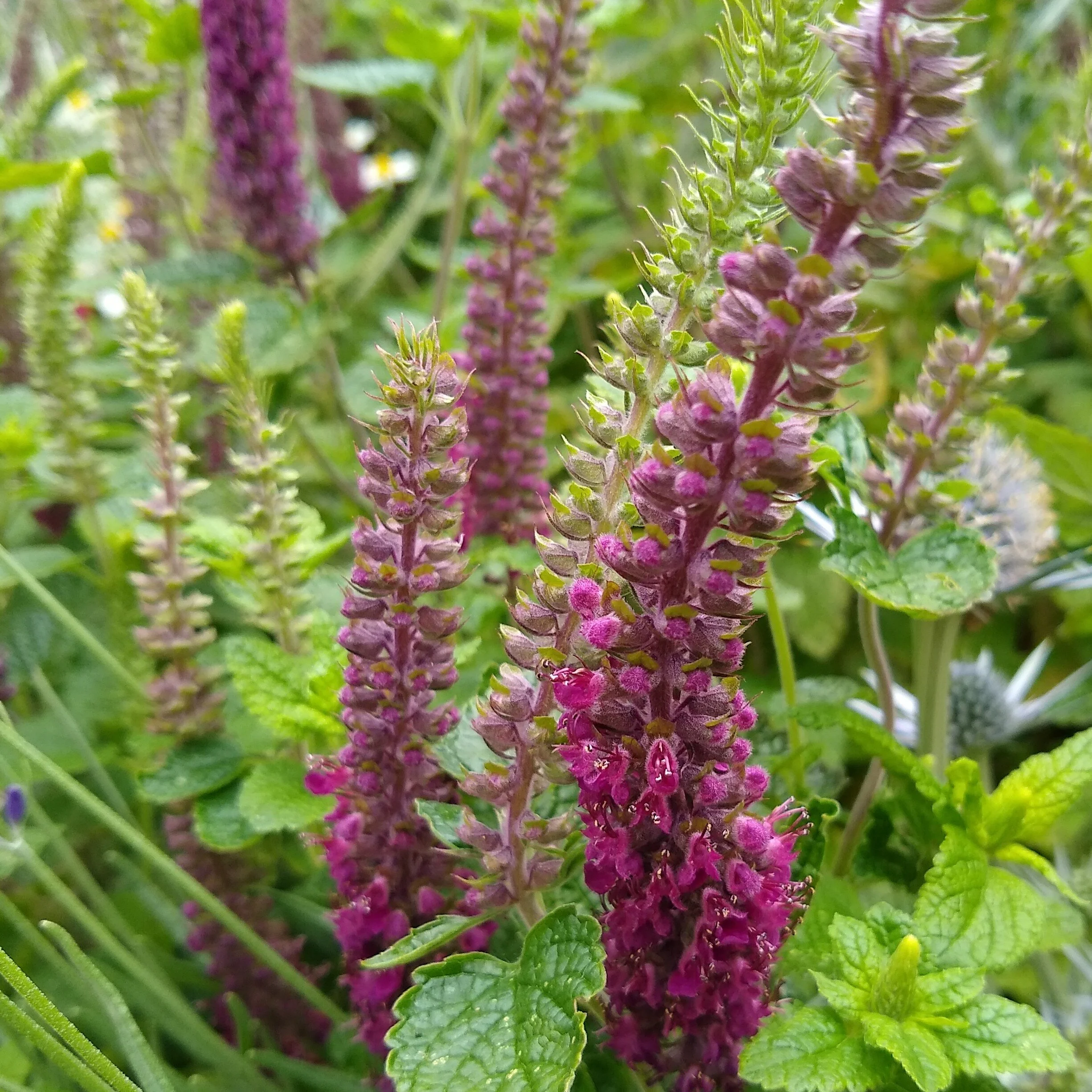 Plants for Wildlife — Neil Ross Gardens