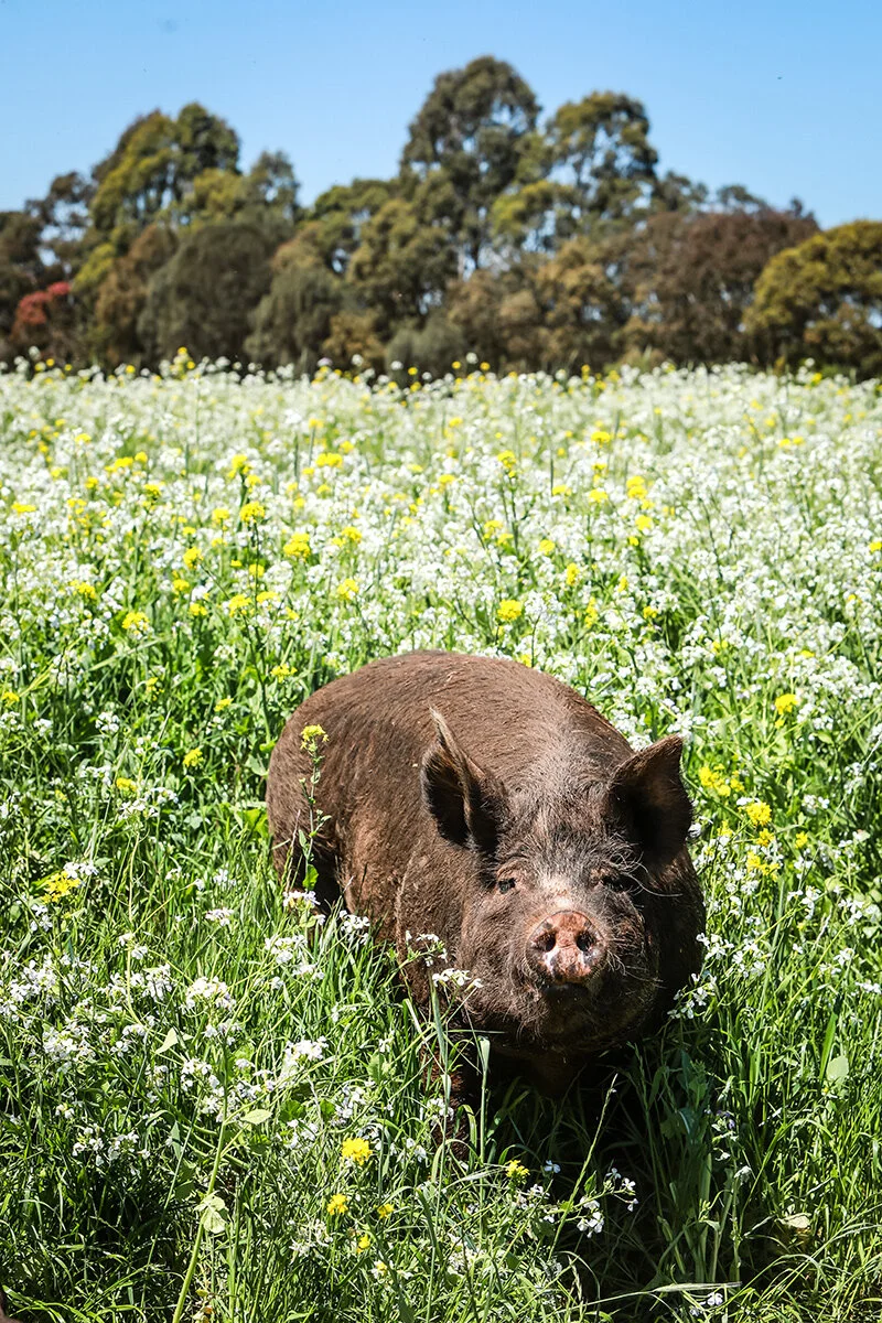 Brooklands Free Range Farms | Heritage Breeds | British White Cattle ...