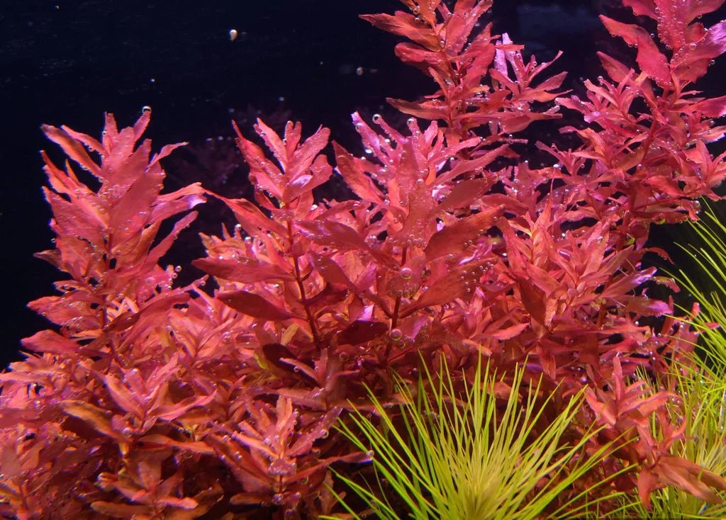 Rotala Rotundifolia Red