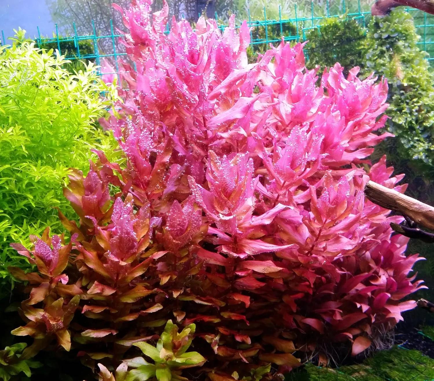 Rotala Macrandra Red