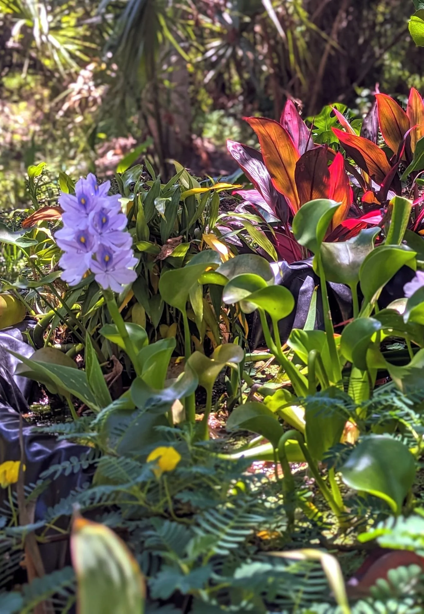 Floating Plants — Aquatic Plants — Florida Aquascaping